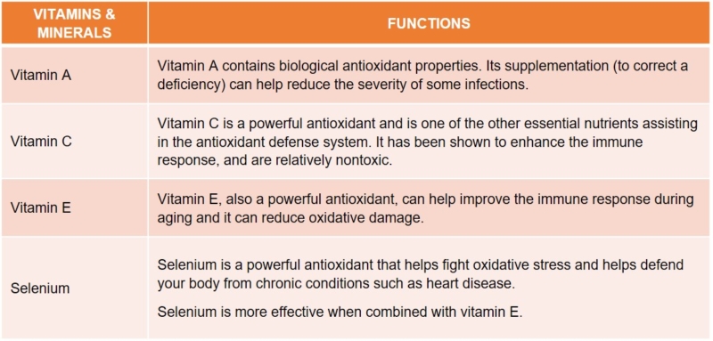 ECVIT – Avada Corporation